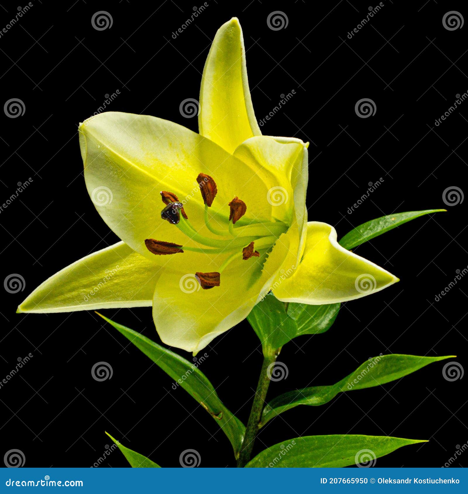Big Yellow Flower of Brindle Lily, Isolated on Black Background Stock ...