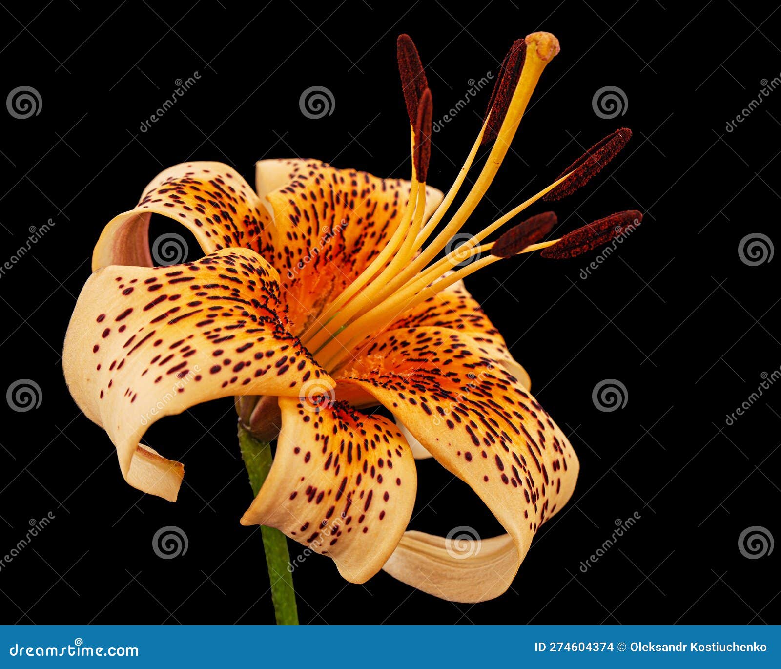 Big Yellow Flower of Brindle Lily, Isolated on Black Background Stock ...
