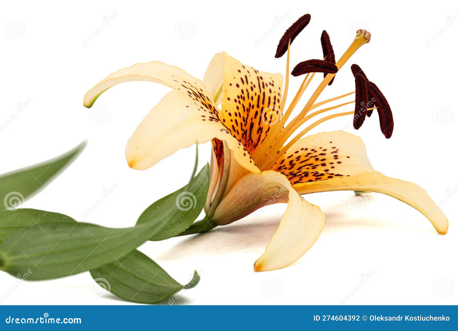 Big Yellow Flower of Brindle Lily, Isolated on White Background Stock ...