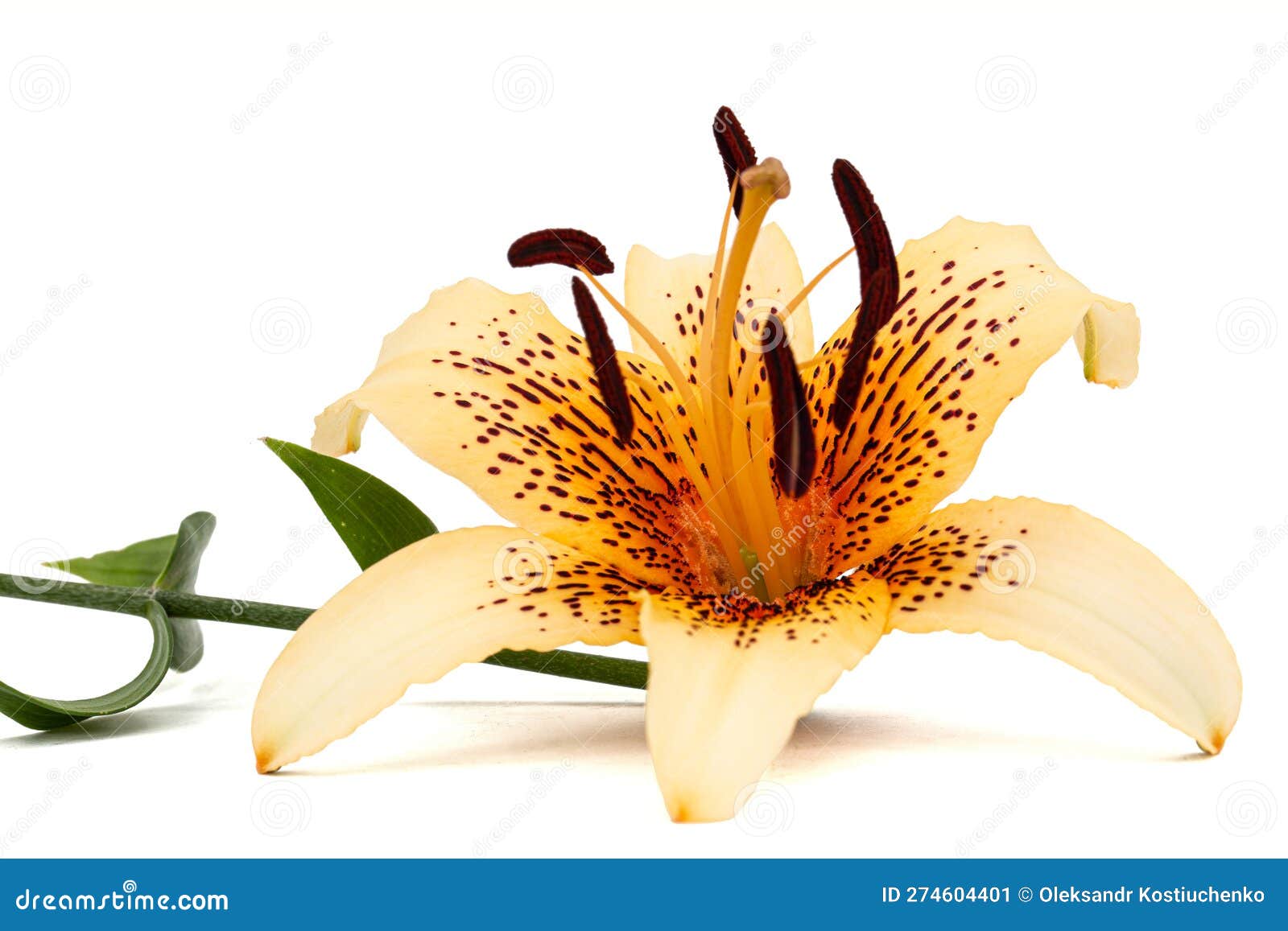 Big Yellow Flower of Brindle Lily, Isolated on White Background Stock ...