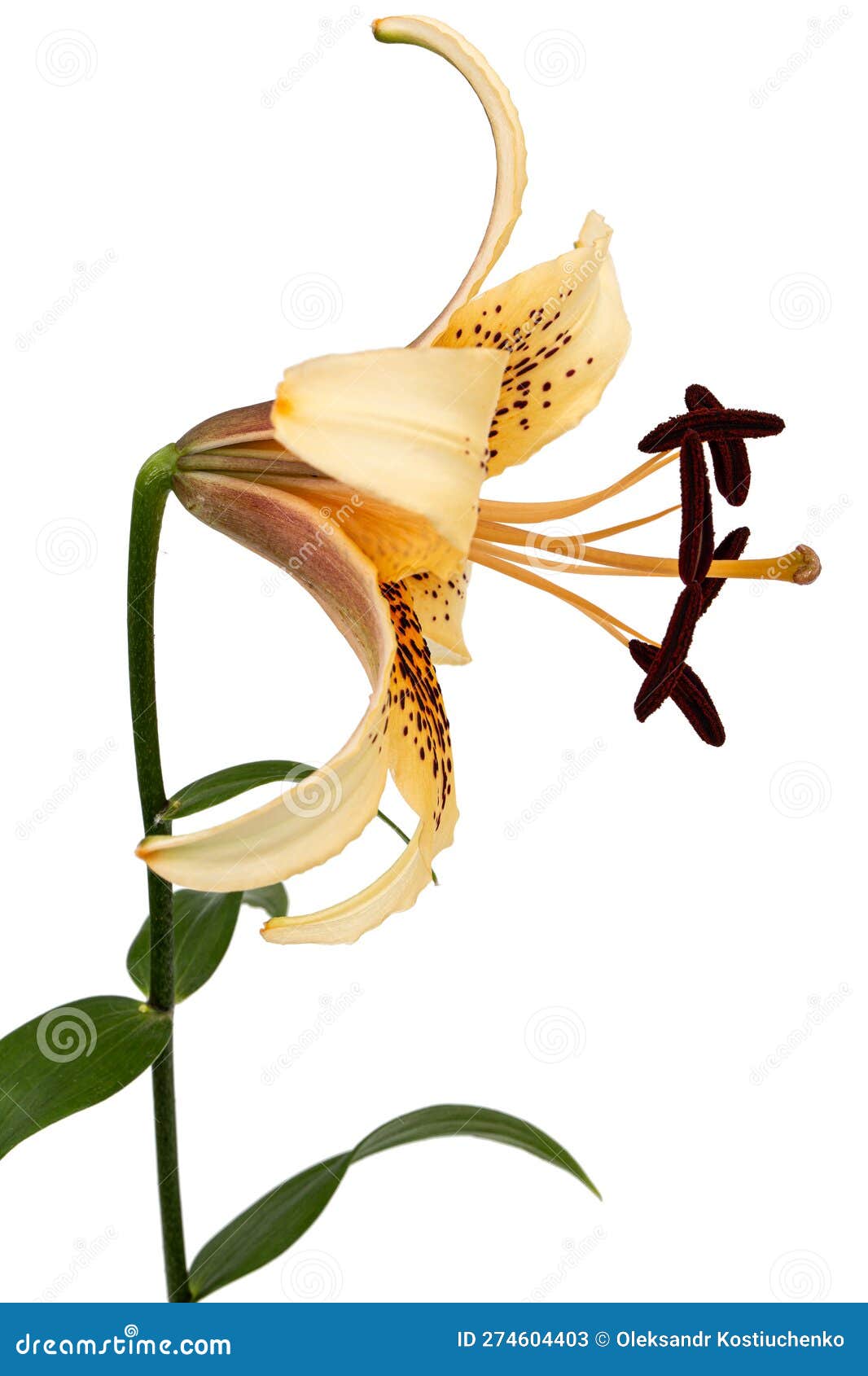Big Yellow Flower of Brindle Lily, Isolated on White Background Stock ...