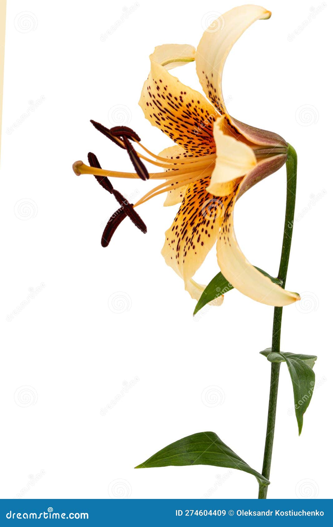 Big Yellow Flower of Brindle Lily, Isolated on White Background Stock ...