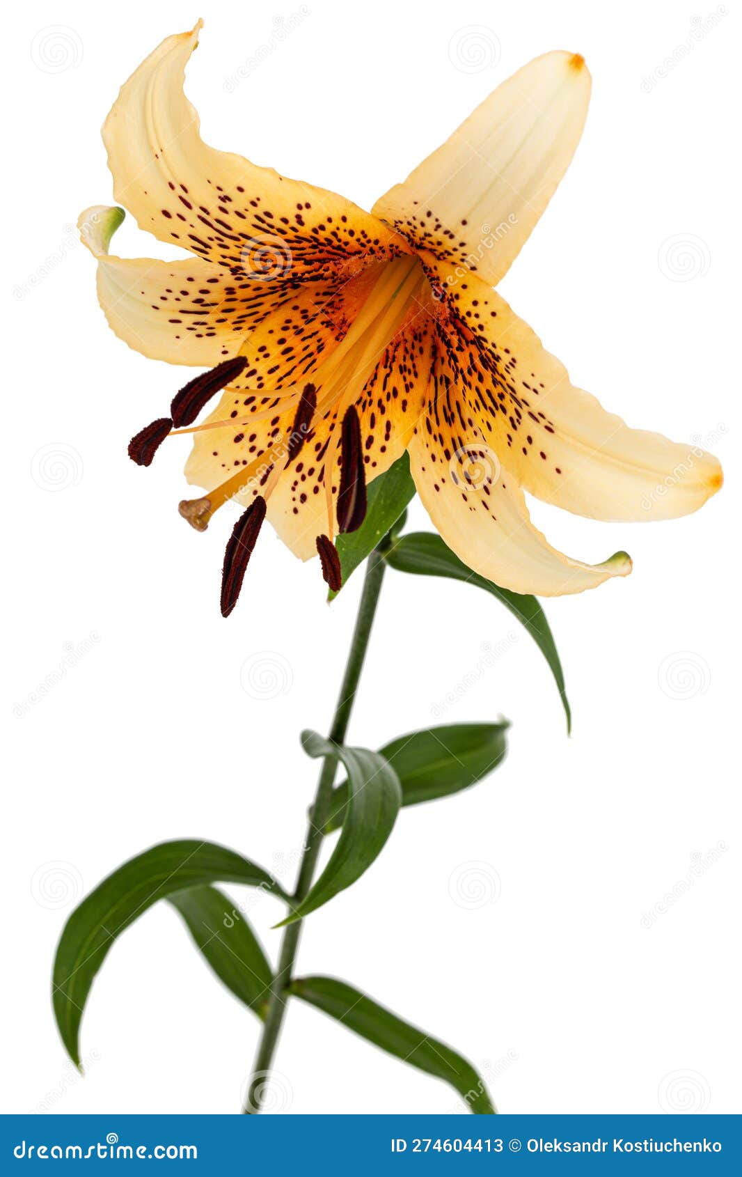 Big Yellow Flower of Brindle Lily, Isolated on White Background Stock ...