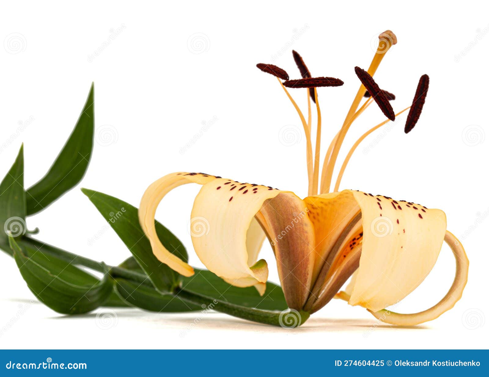 Big Yellow Flower of Brindle Lily, Isolated on White Background Stock ...
