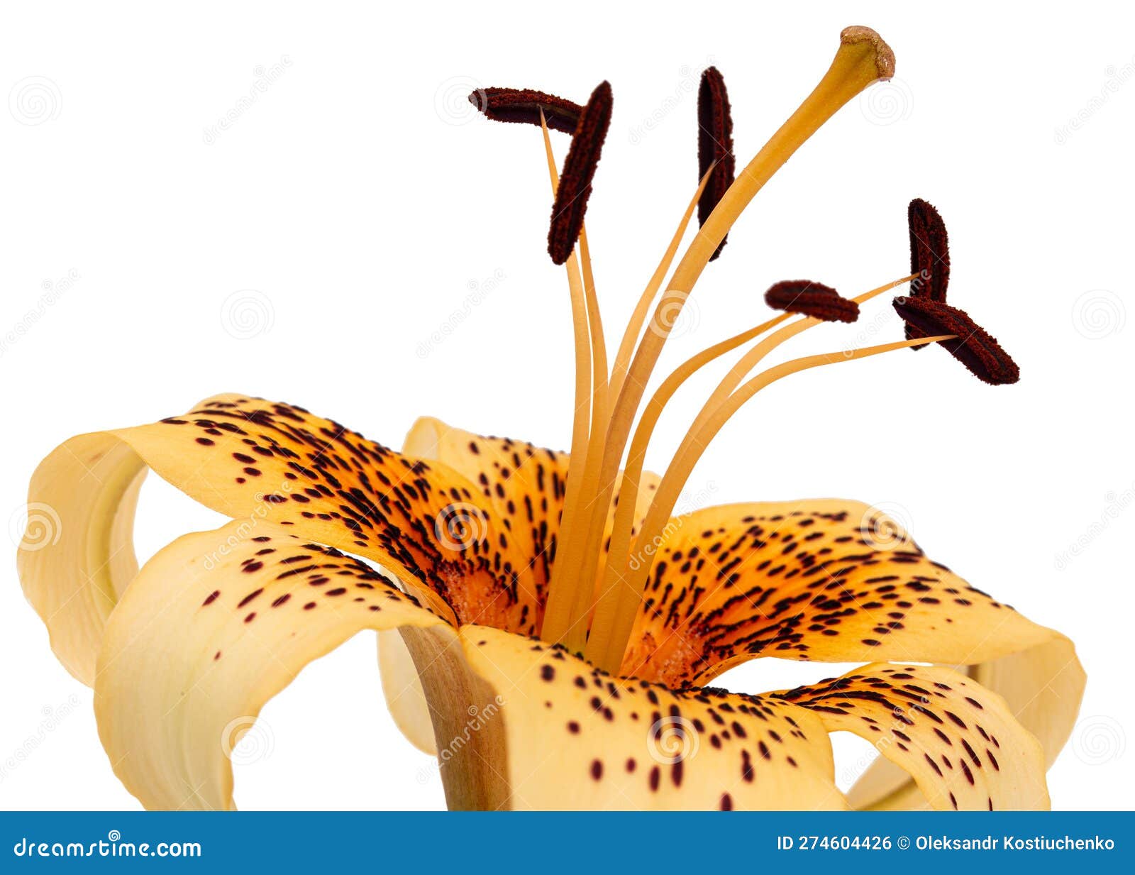 Big Yellow Flower of Brindle Lily, Isolated on White Background Stock ...