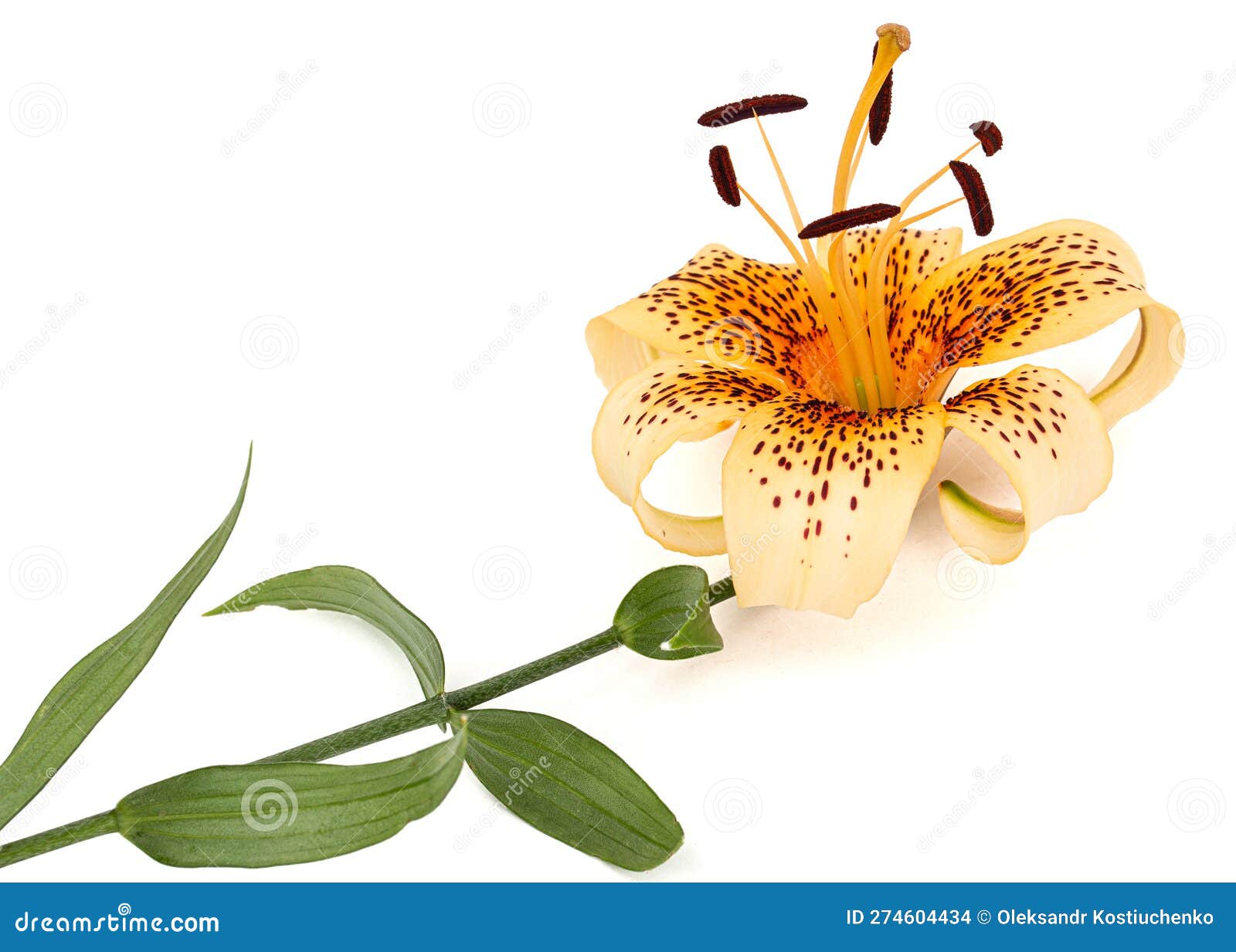 Big Yellow Flower of Brindle Lily, Isolated on White Background Stock ...
