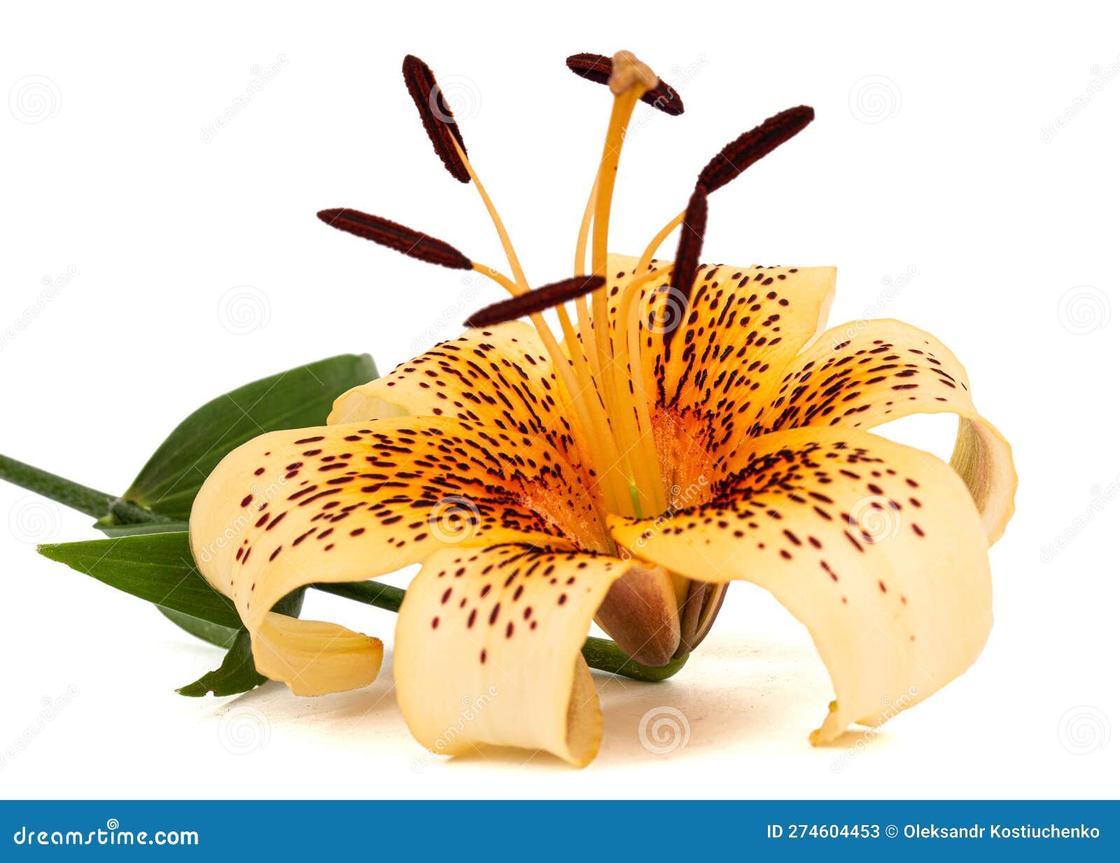 Big Yellow Flower of Brindle Lily, Isolated on White Background Stock ...