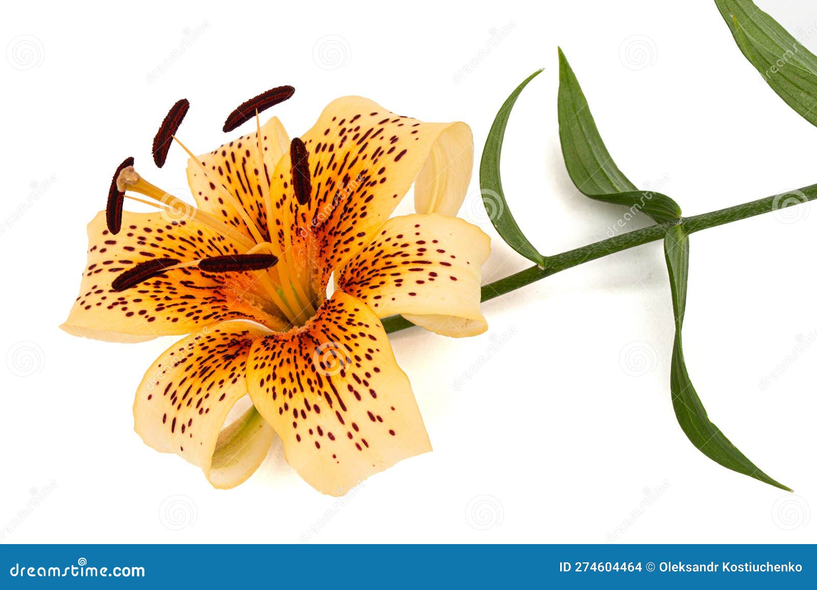 Big Yellow Flower of Brindle Lily, Isolated on White Background Stock ...