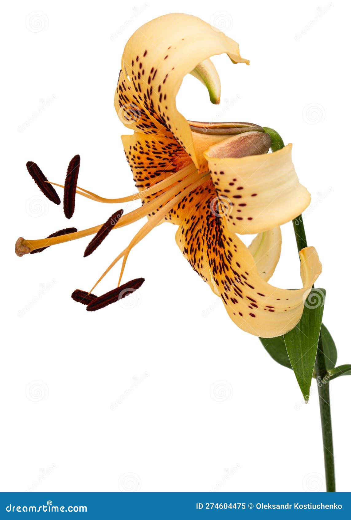 Big Yellow Flower of Brindle Lily, Isolated on White Background Stock ...