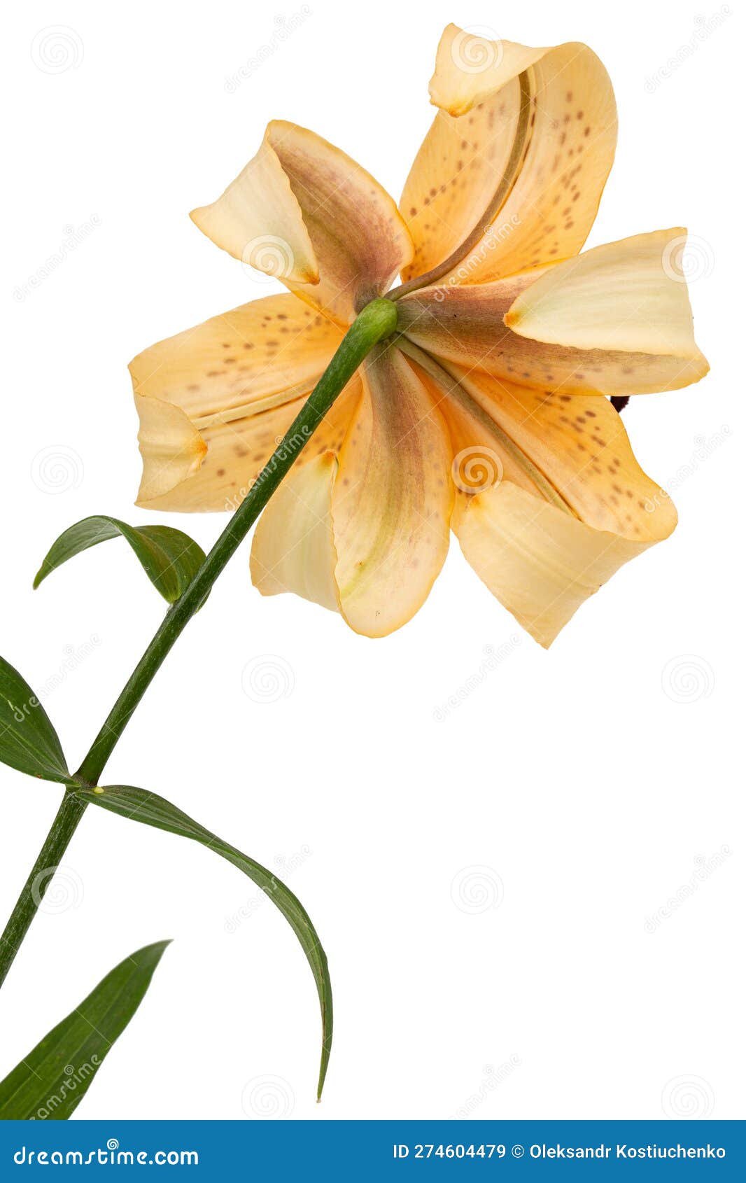 Big Yellow Flower of Brindle Lily, Isolated on White Background Stock ...
