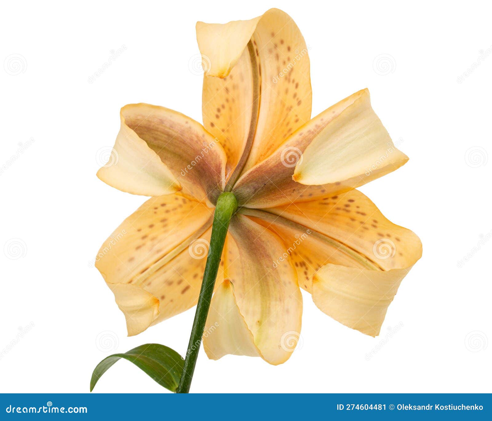Big Yellow Flower of Brindle Lily, Isolated on White Background Stock ...