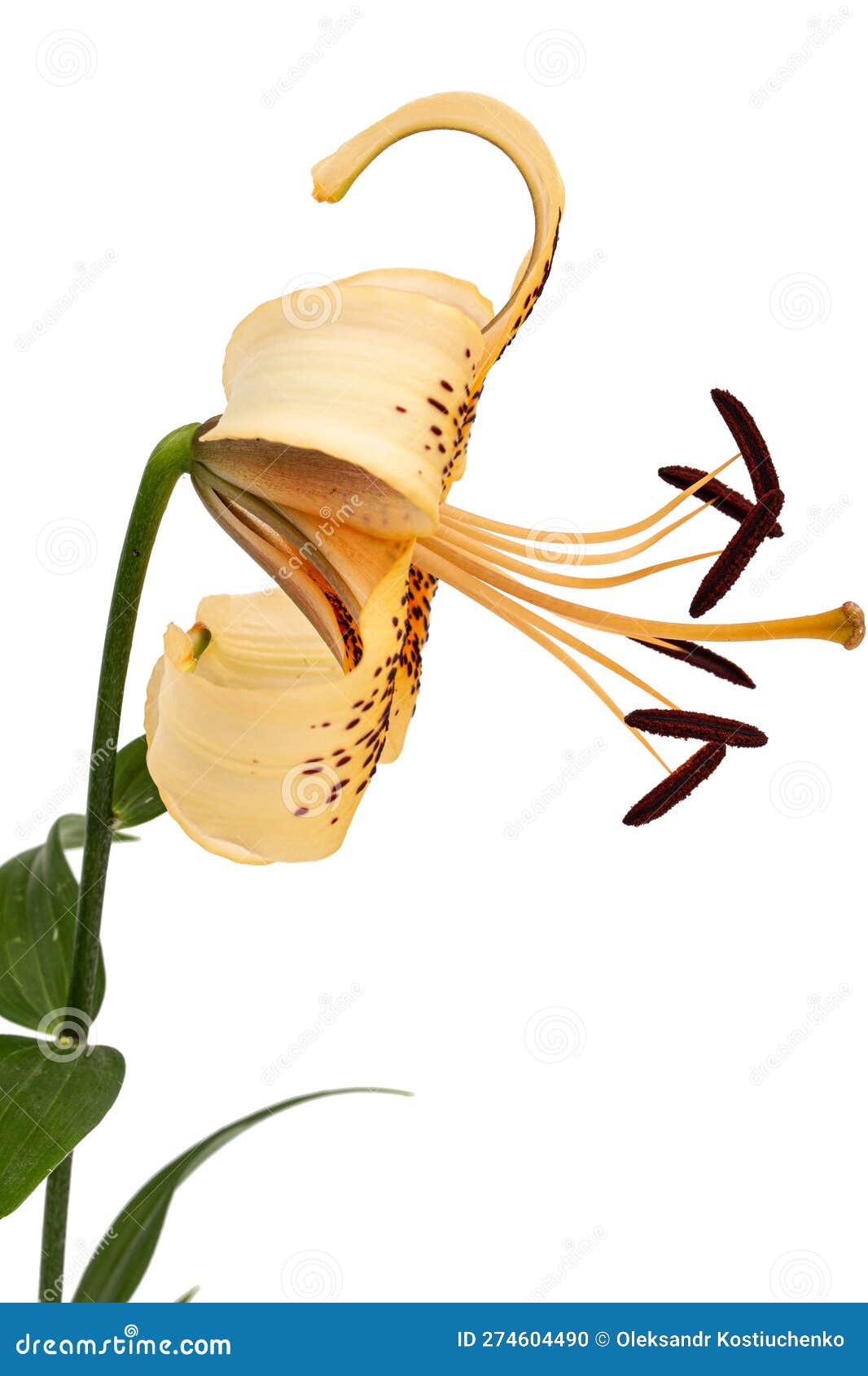 Big Yellow Flower of Brindle Lily, Isolated on White Background Stock ...