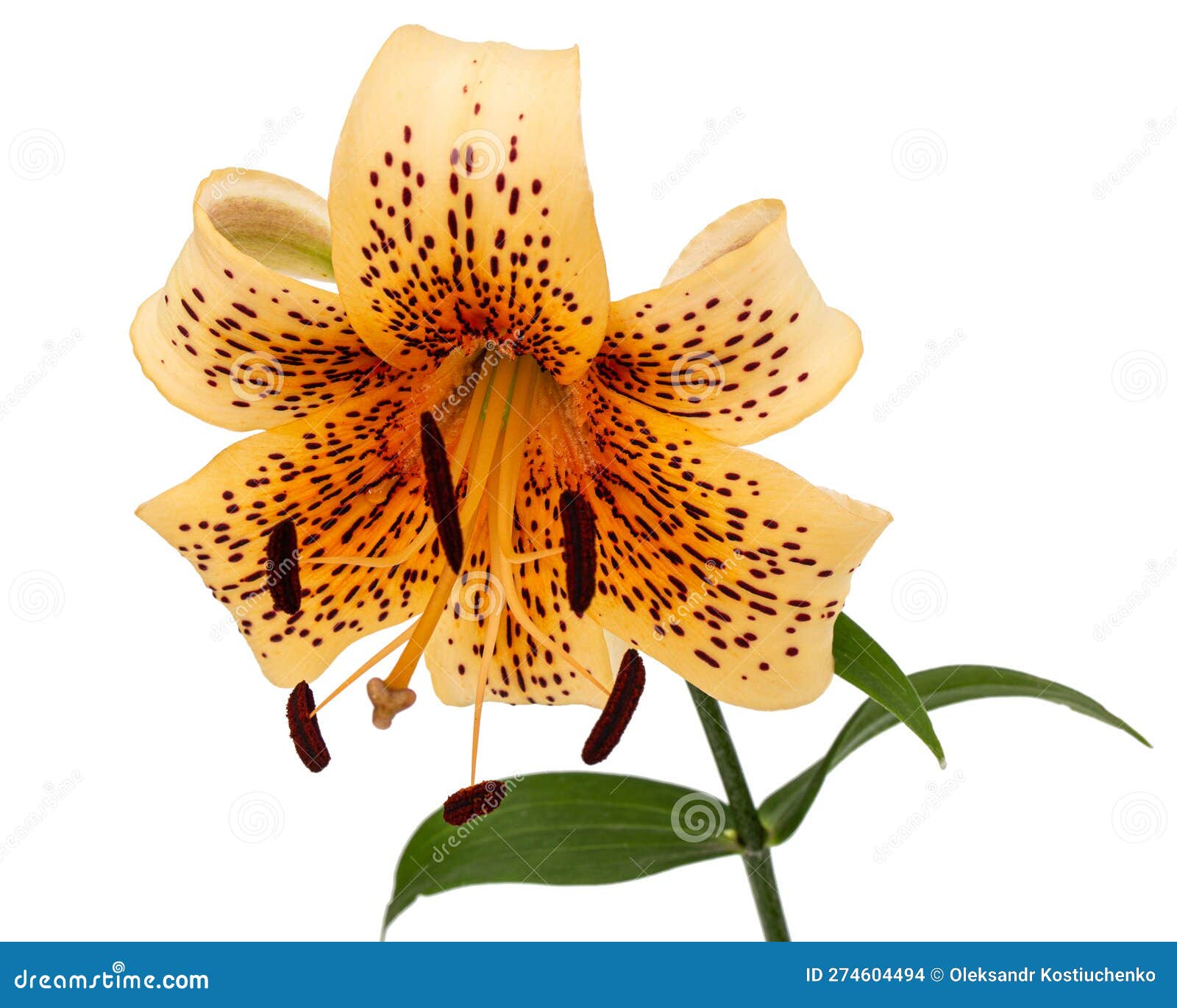 Big Yellow Flower of Brindle Lily, Isolated on White Background Stock ...