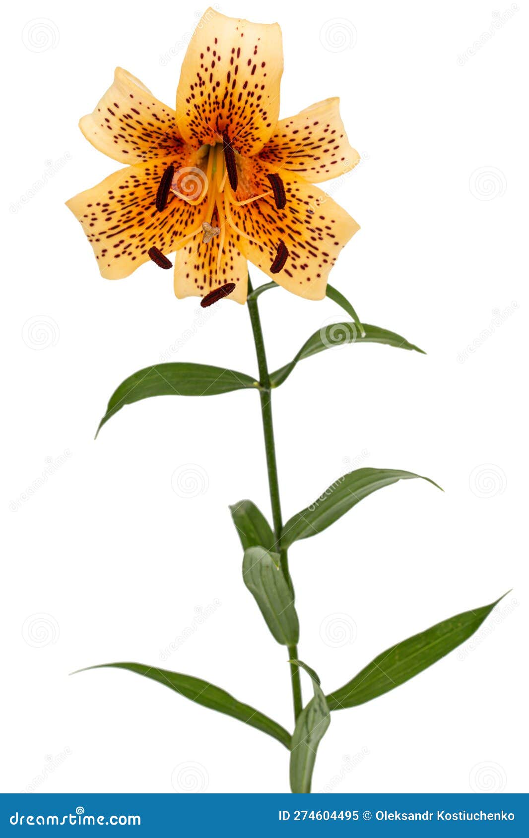 Big Yellow Flower of Brindle Lily, Isolated on White Background Stock ...