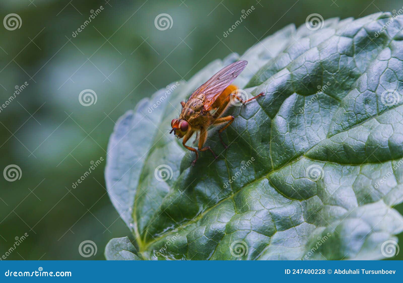 A big yellow fly stock photo. Image of colours, white - 247400228
