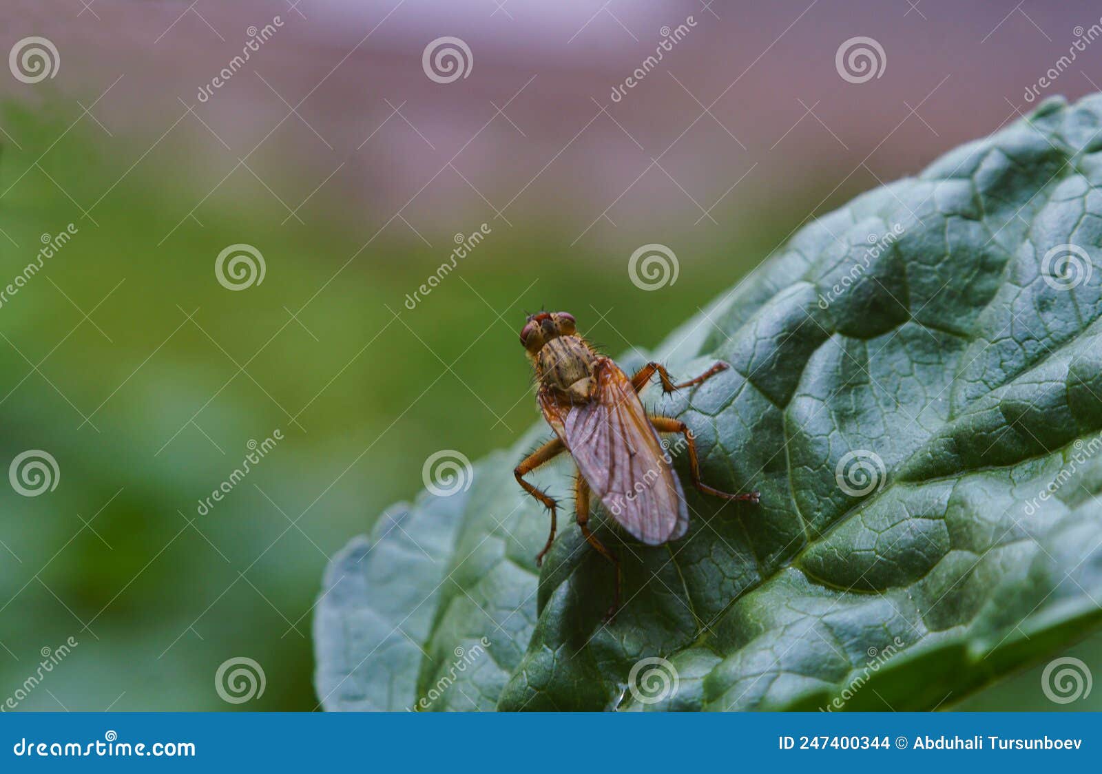 A big yellow fly stock photo. Image of spring, colours - 247400344