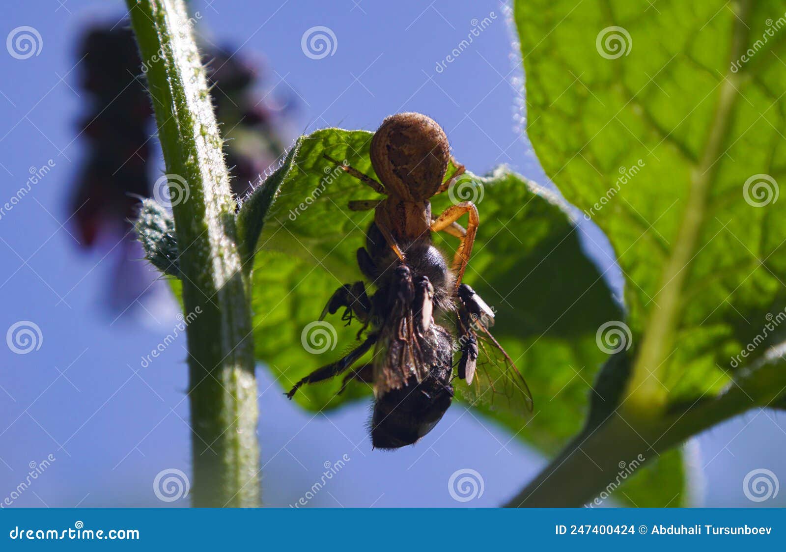 A big yellow fly stock photo. Image of spring, portrait - 247400424