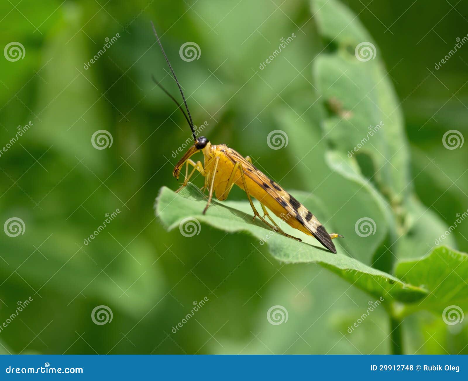Big Yellow Fly with a Long Nose Stock Photo - Image of plant, leaf ...