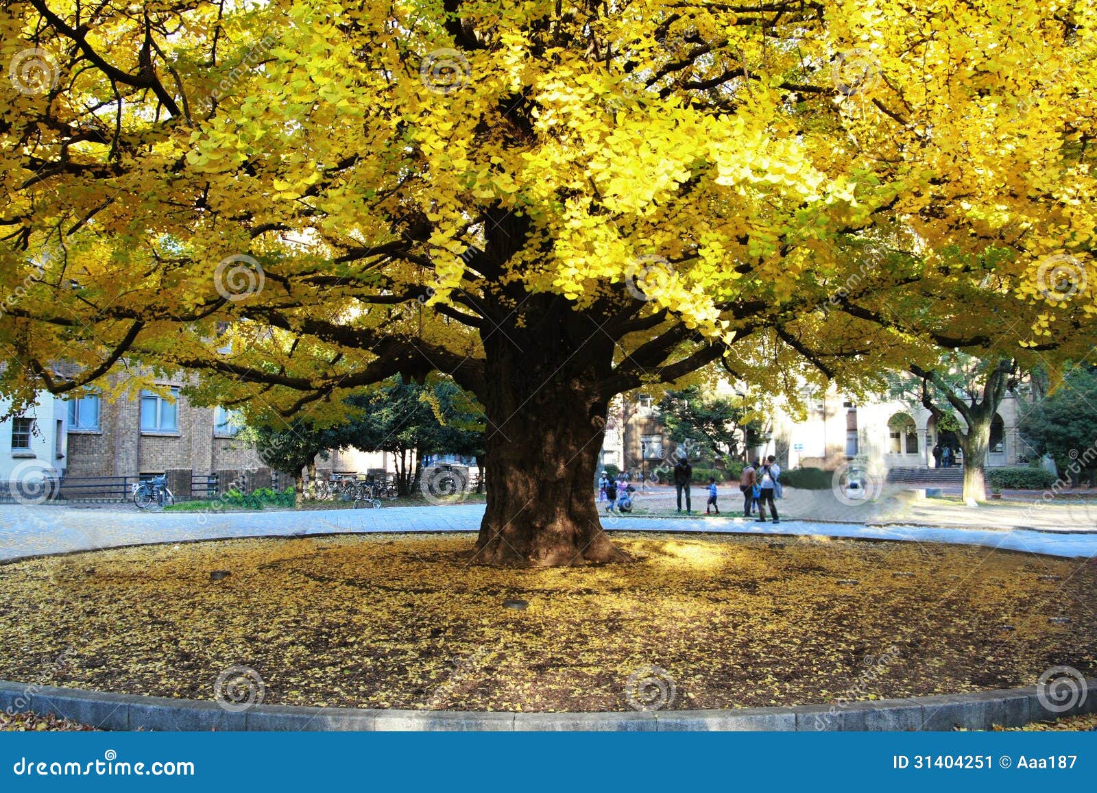 Big yellow Ginkgo tree stock image. Image of branch, gold - 31404251