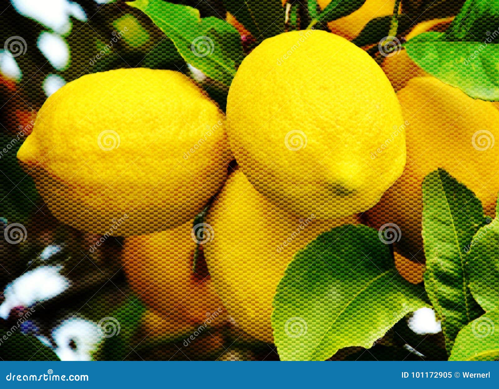 Big yellow Lemons stock image. Image of tree, garden - 101172905