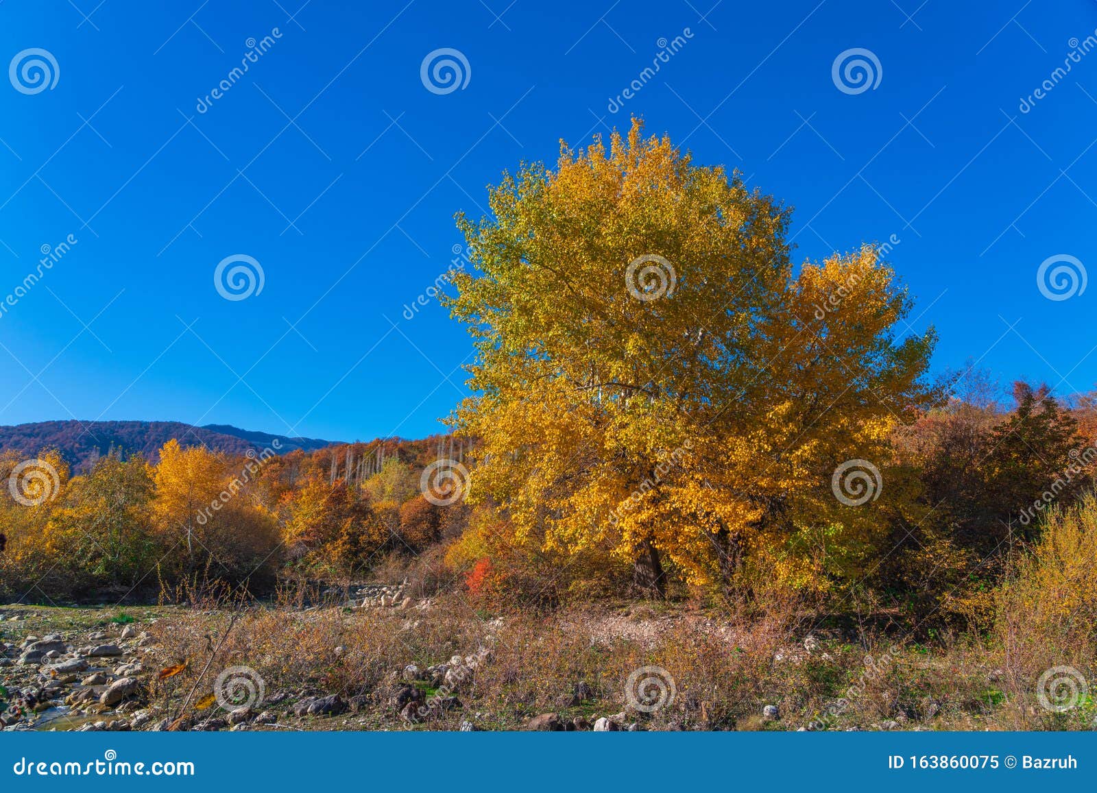 Big Yellow Oak Tree by the River Stock Image - Image of river ...