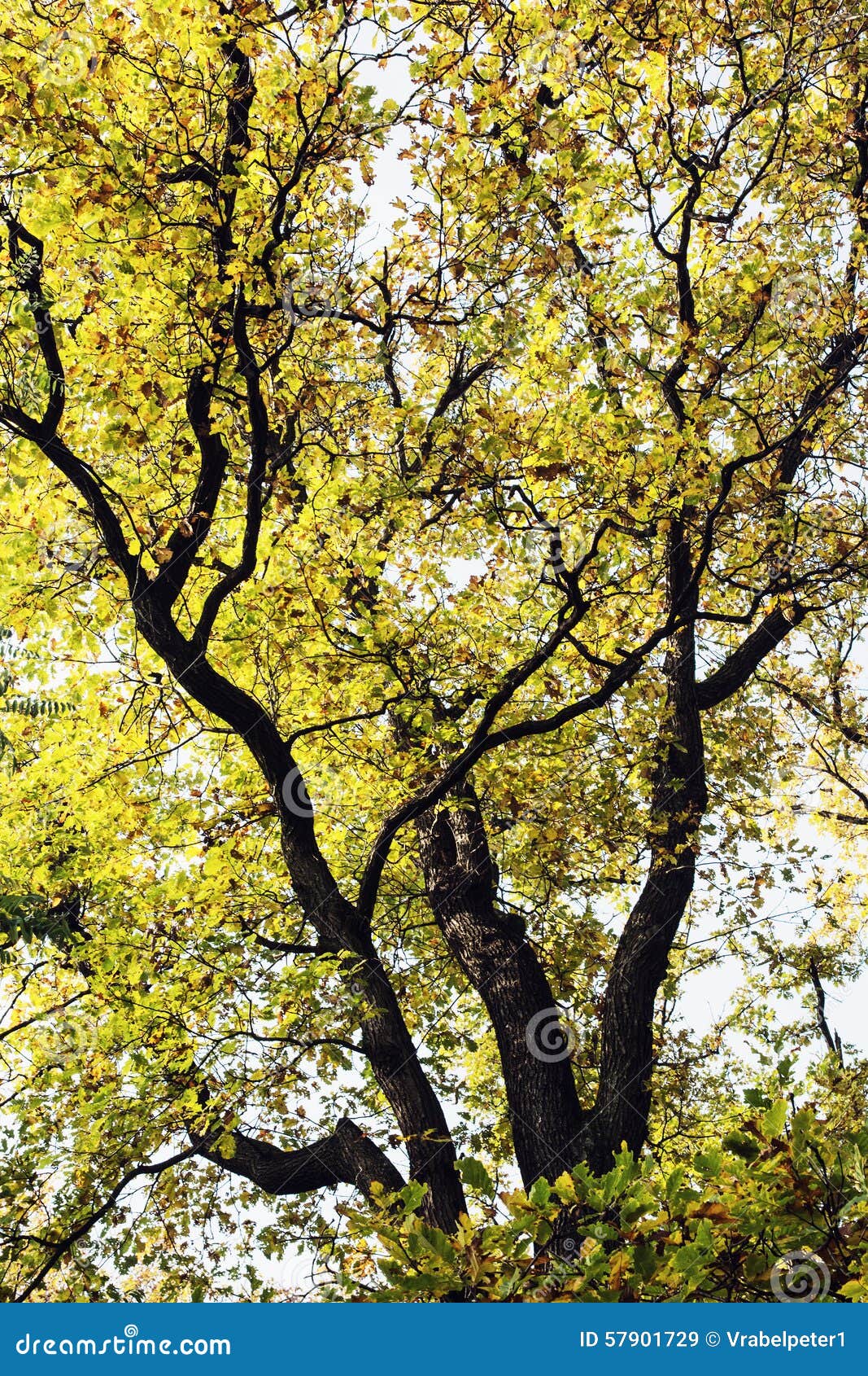 Big yellow oak tree stock image. Image of fresh, natural - 57901729