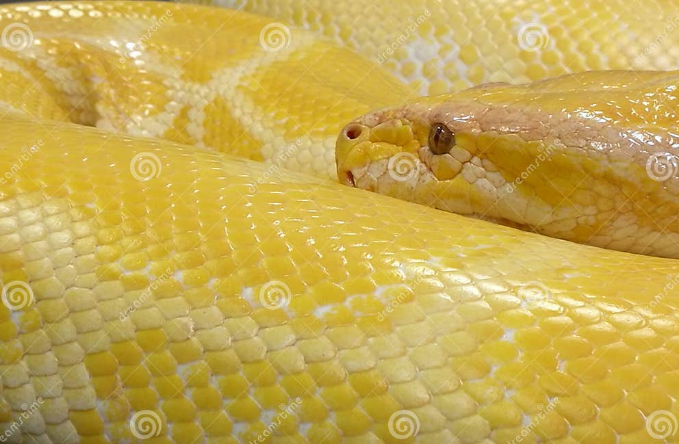 Big yellow python snake stock image. Image of wildlife - 231054417