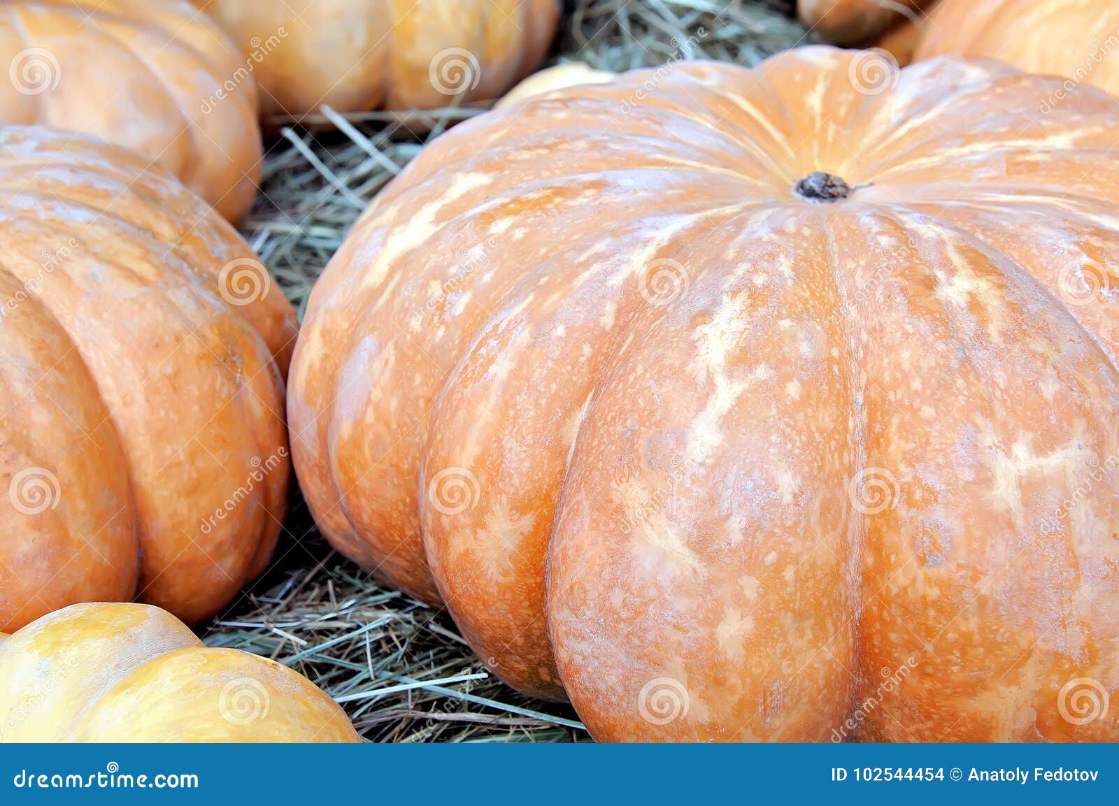 Big Yellow Round Pumpkins. Close Up Stock Photo - Image of decoration ...