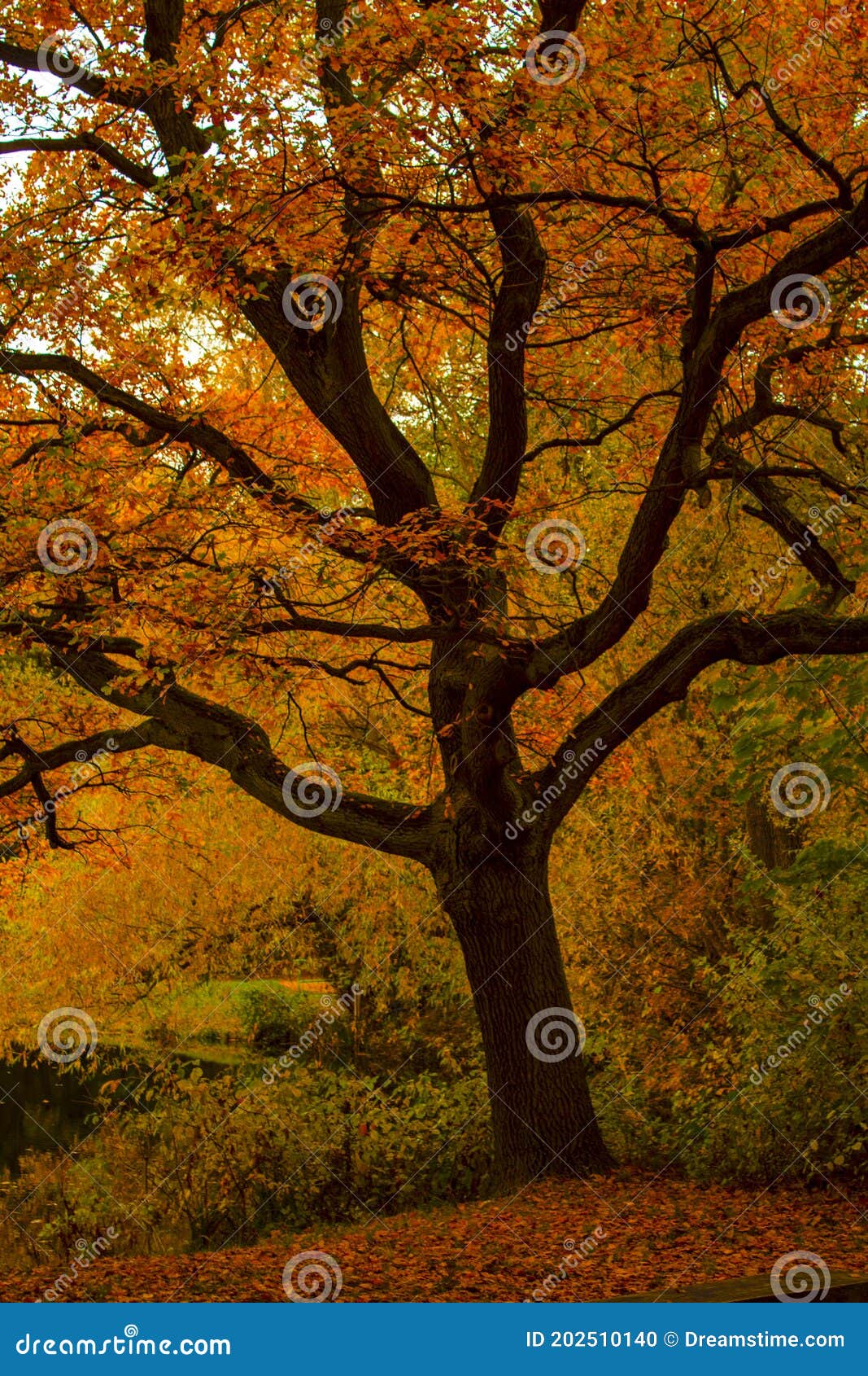 Yellow trees in the forest stock photo. Image of walking - 202510140