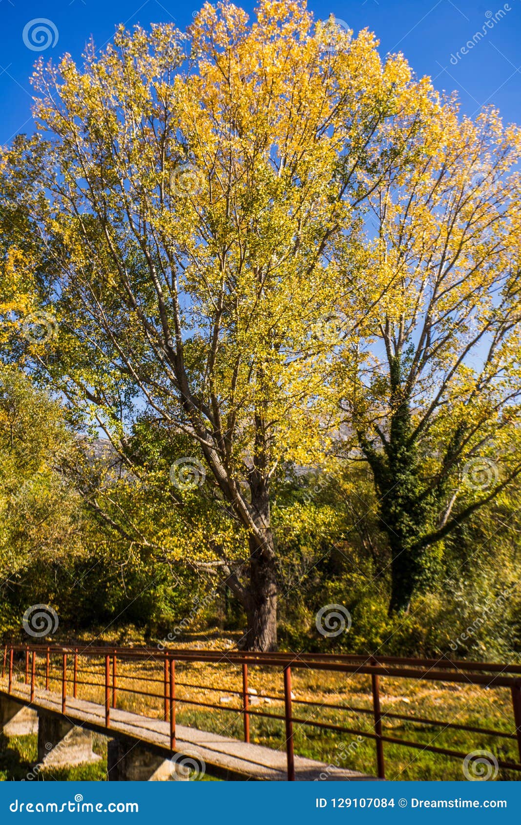 Big Yellow Tree and the Bridge in the Fall Stock Photo - Image of ...