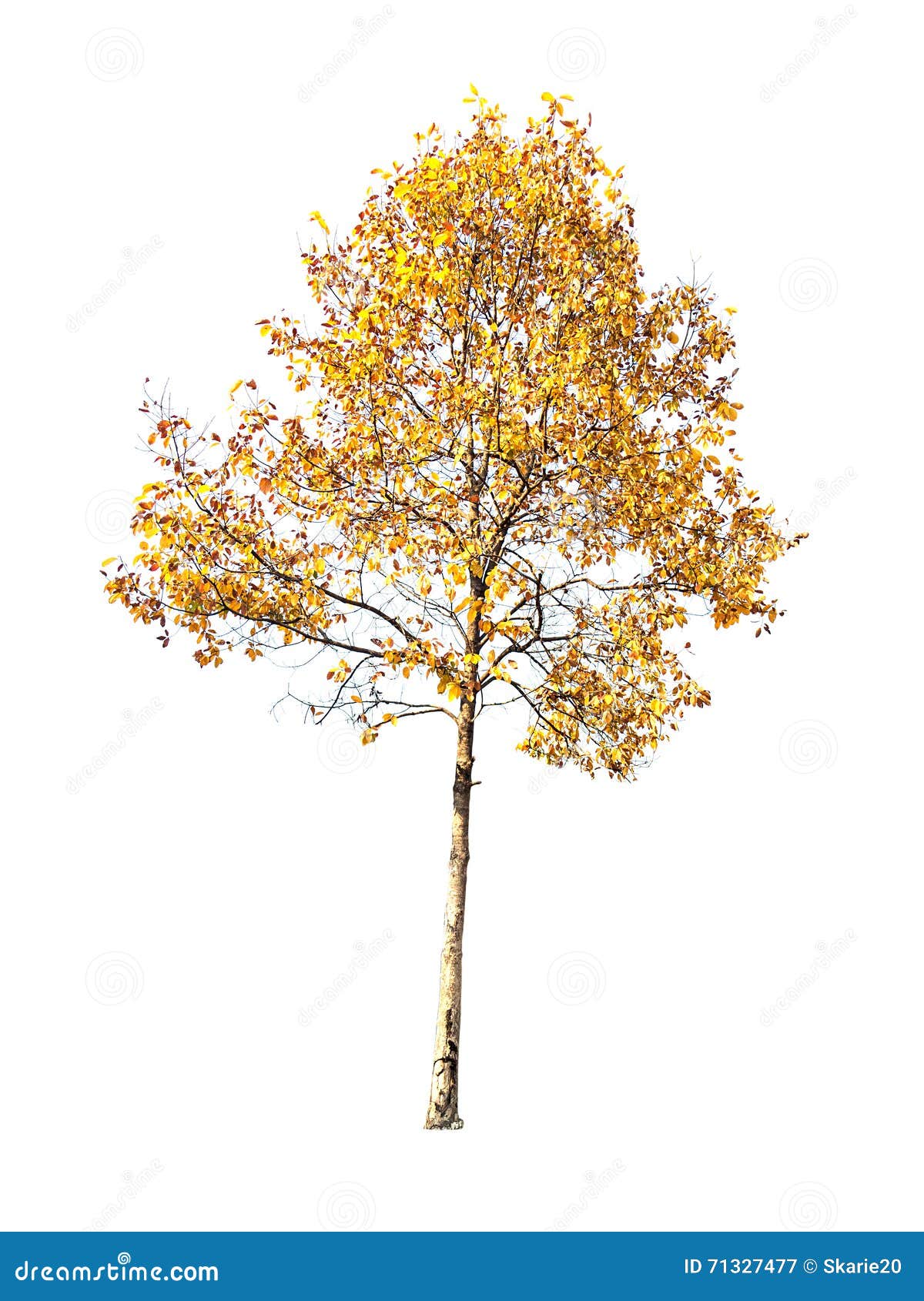 A Big Yellow Tree Isolated on White Stock Image - Image of landscape ...