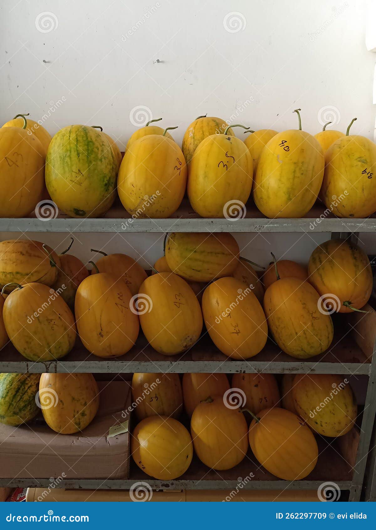 BIG YELLOW WATERMELON stock image. Image of size, yellow - 262297709