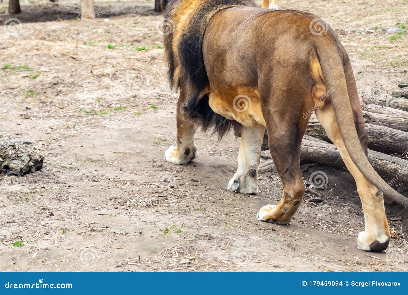 533 Lion Back View Photos - Free & Royalty-Free Stock Photos from ...