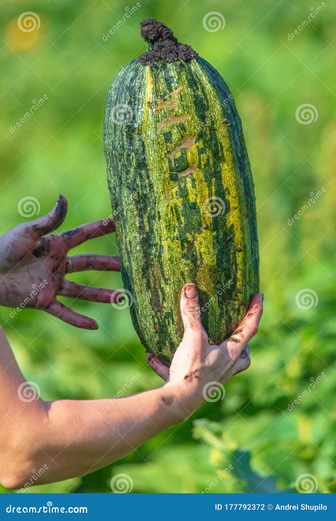 Big Zucchini in the Hands of the Garden Stock Photo - Image of outside ...