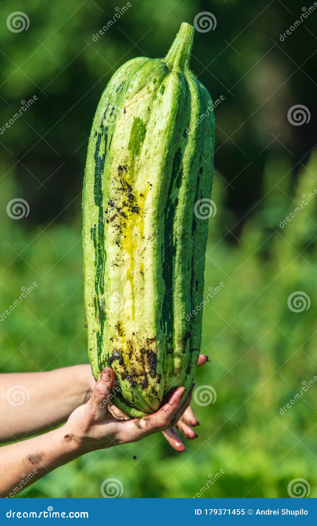 Big Zucchini in the Hands of the Garden Stock Image - Image of daytime ...