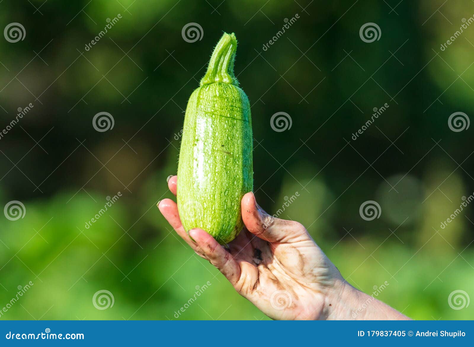 Big Zucchini in the Hands of the Garden Stock Image - Image of hand ...
