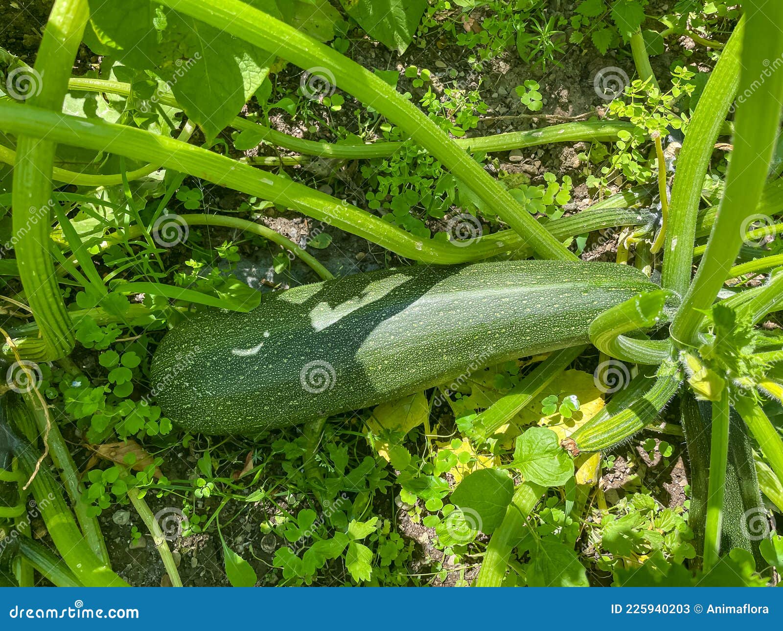Big Zucchini in Your Own Garden Stock Image - Image of gourd, pumpkin ...