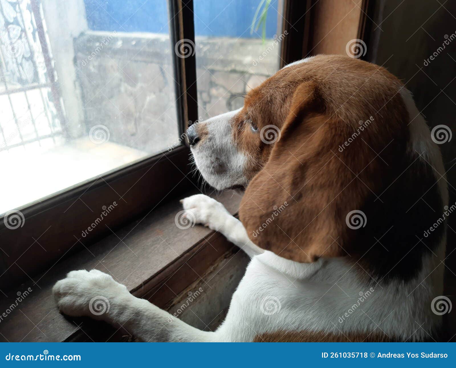 Bigel Dog Waiting His Master Stock Photo - Image of bigel, maste: 261035718