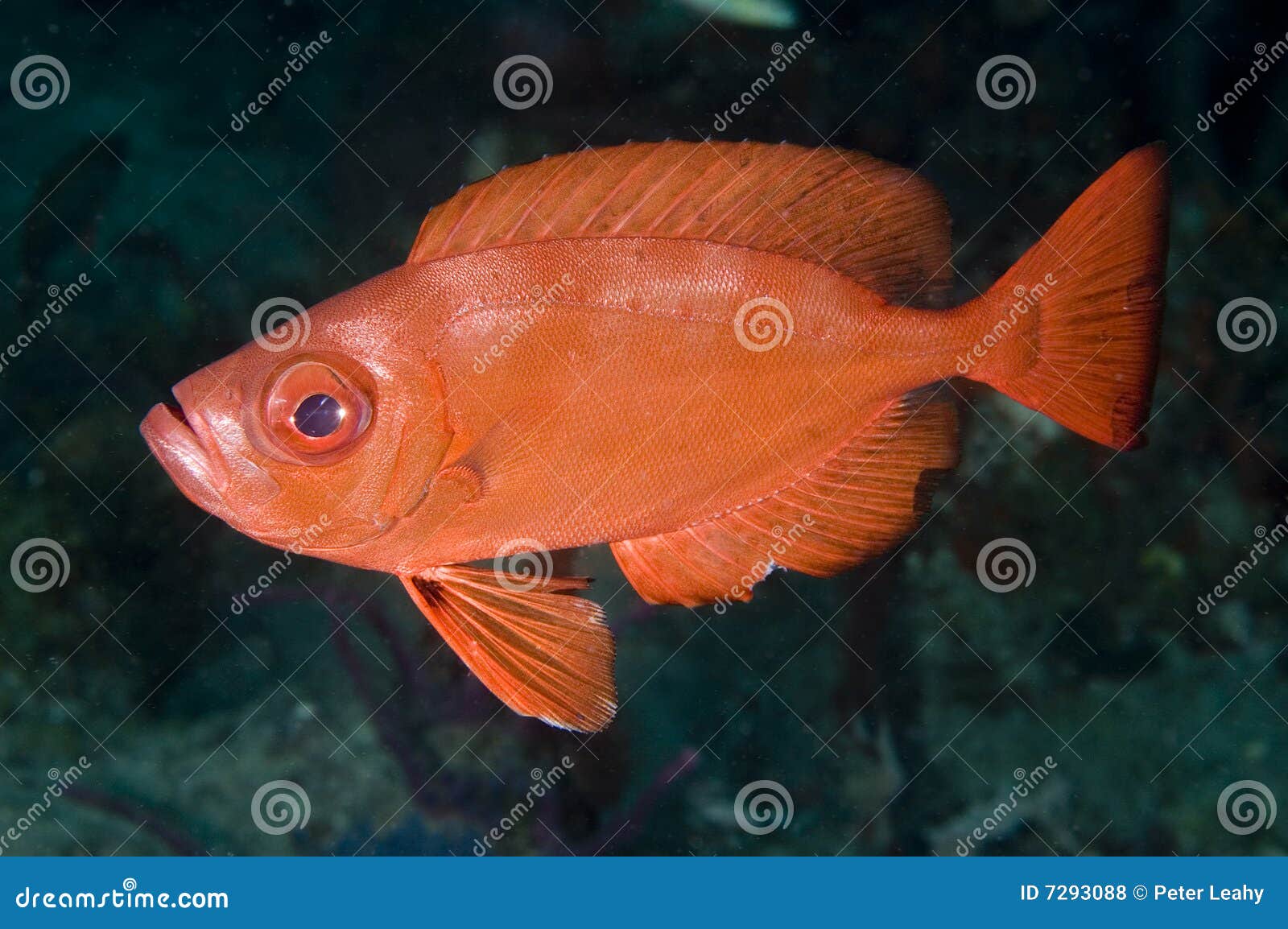 Priacanthus Arenatus Photos - Free & Royalty-Free Stock Photos from ...