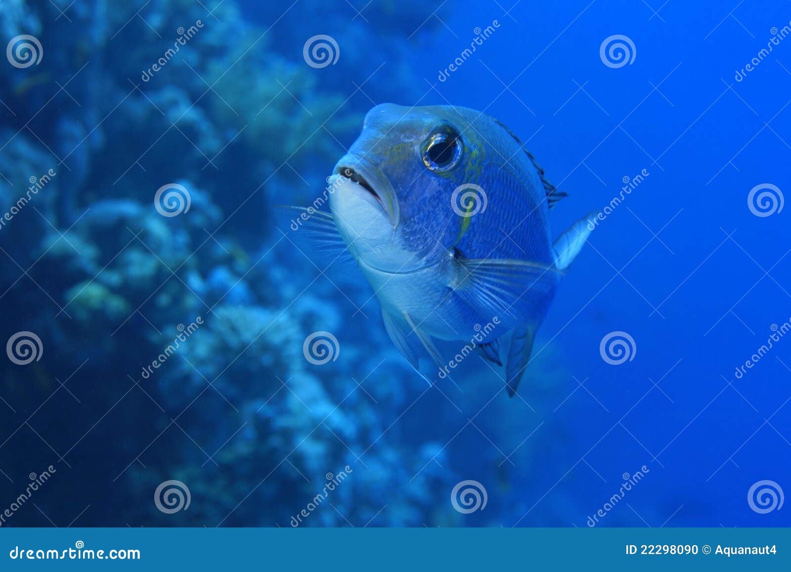 Bigeye emperor stock photo. Image of life, nature, animal - 22298090