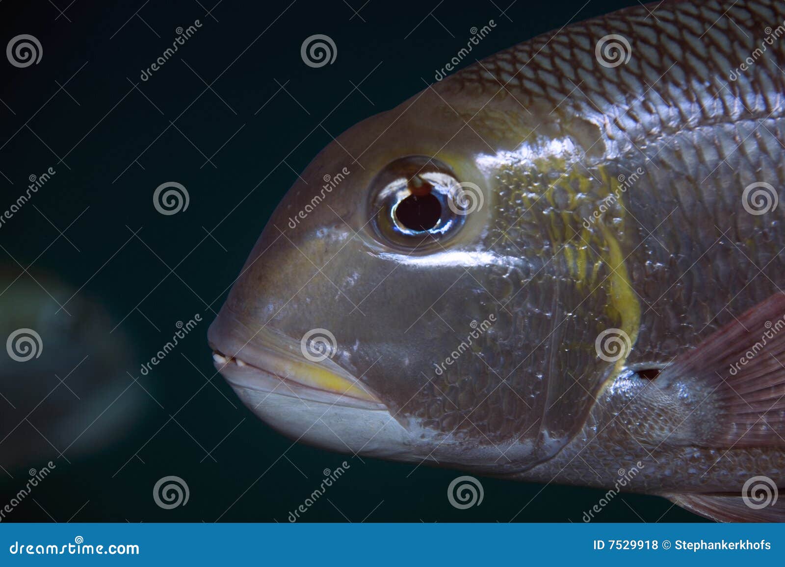 Bigeye emperor stock photo. Image of places, dive, colorful - 7529918