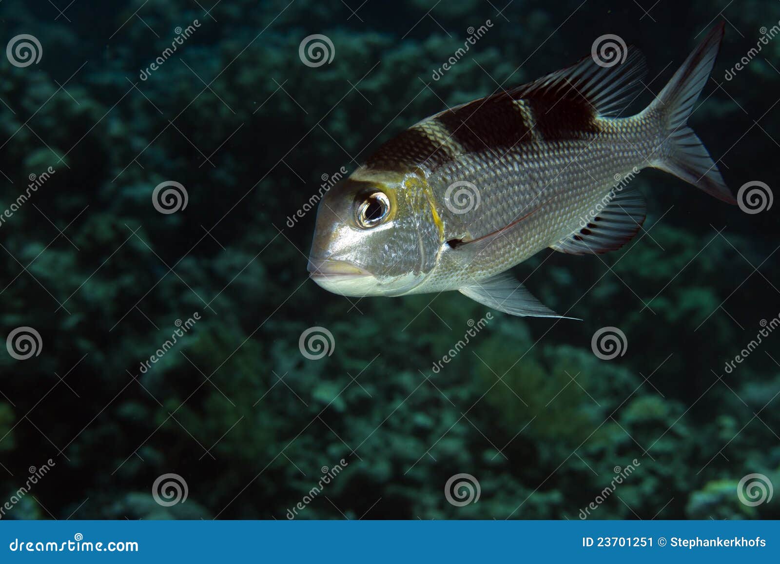 Bigeye Emperor (monotaxis Grandoculis) Stock Image - Image of animal ...