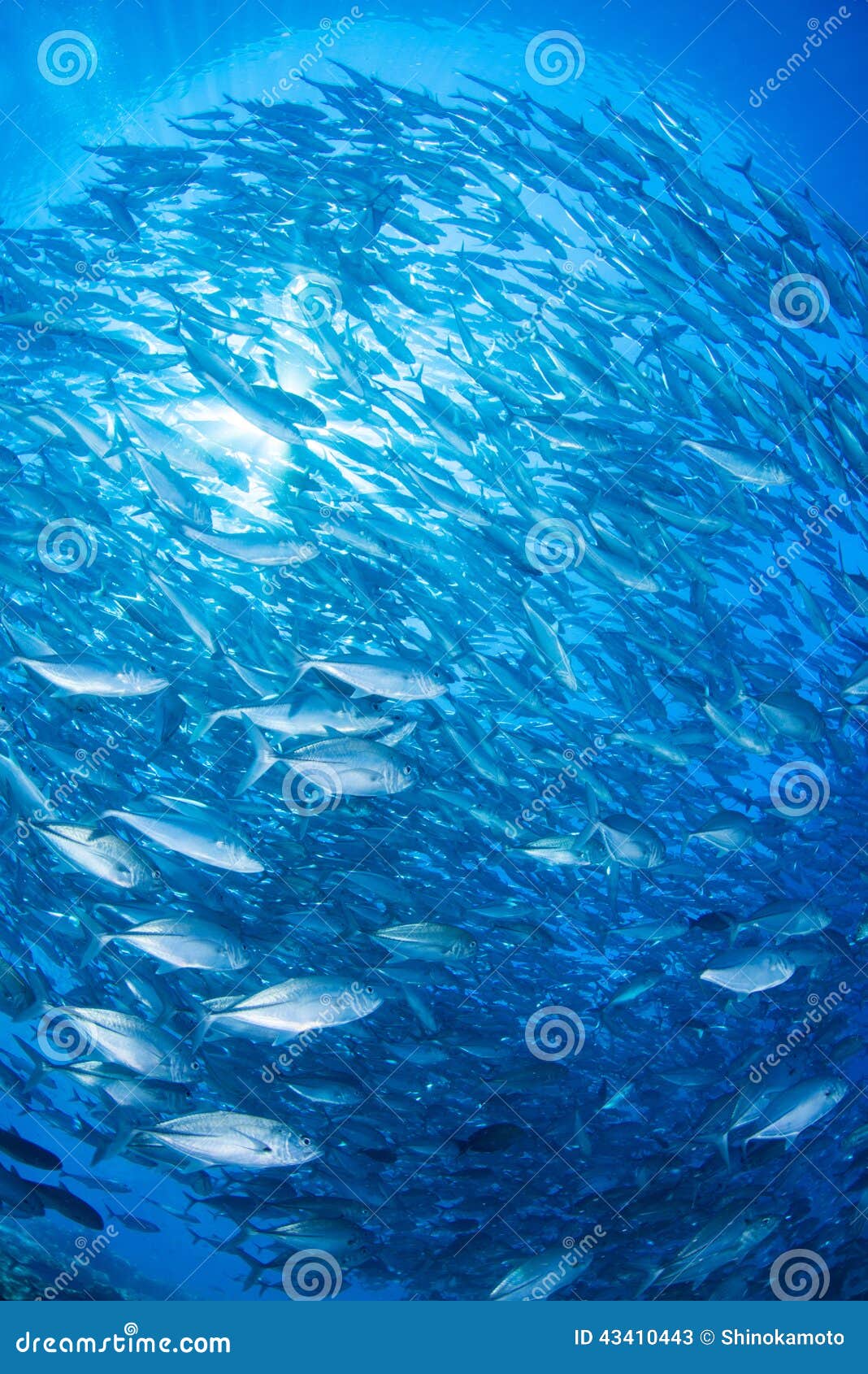 Bigeye kingfish stock image. Image of life, malaysia - 43410443