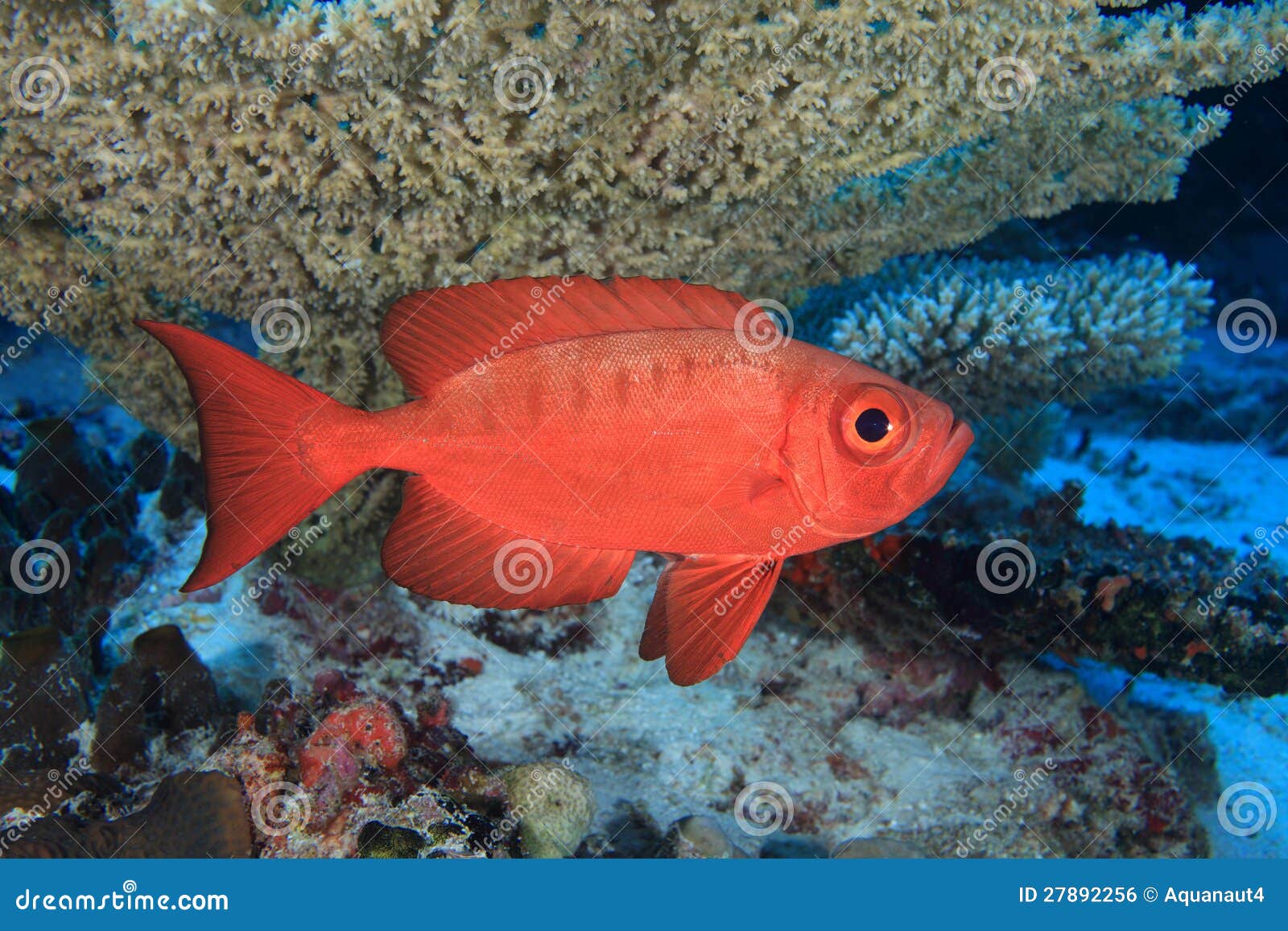 Bigeye perch stock photo. Image of perch, bigeye, perciformes - 27892256