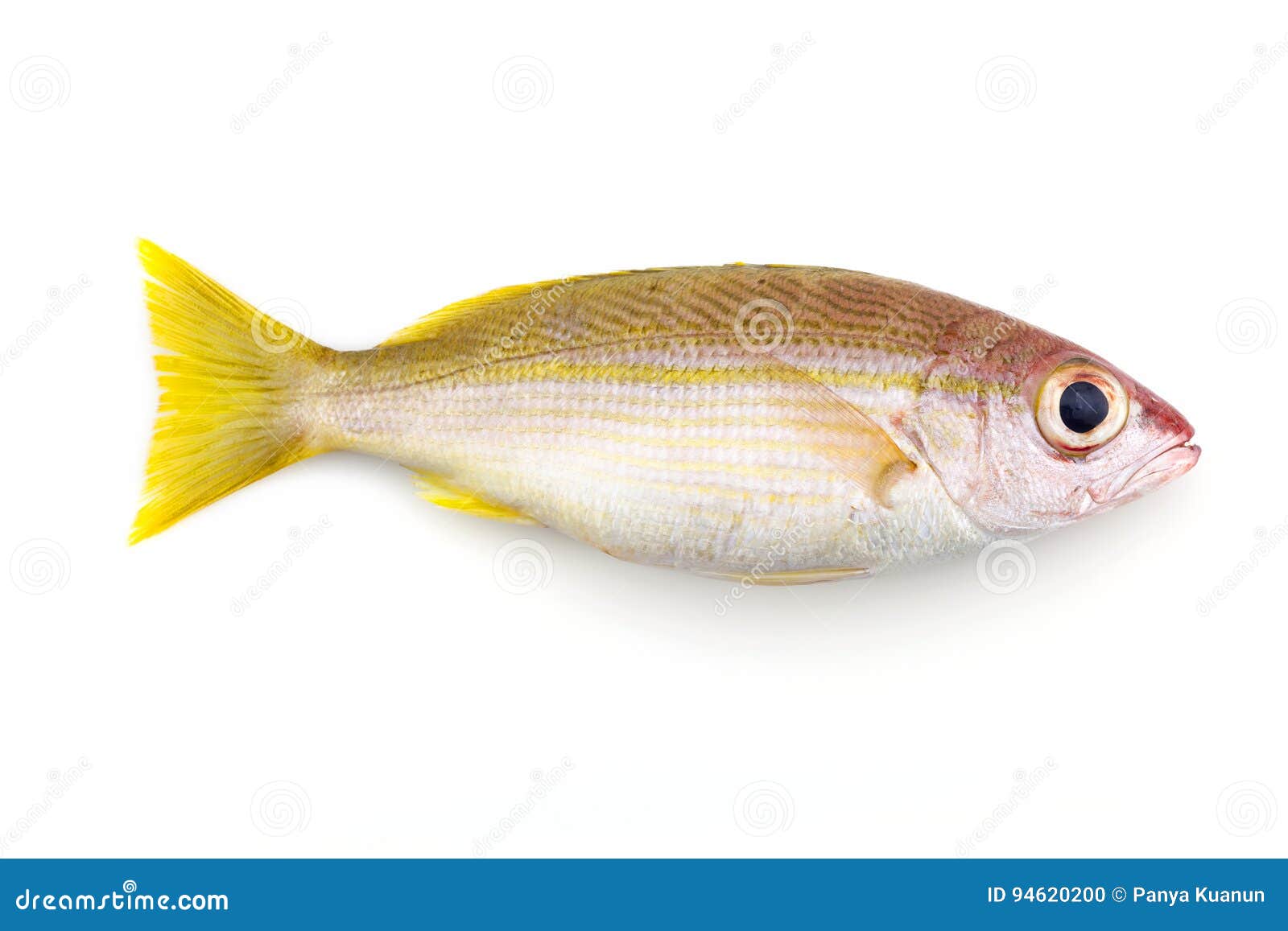Bigeye Snapper Fish Isolated on White Background. Stock Photo - Image ...