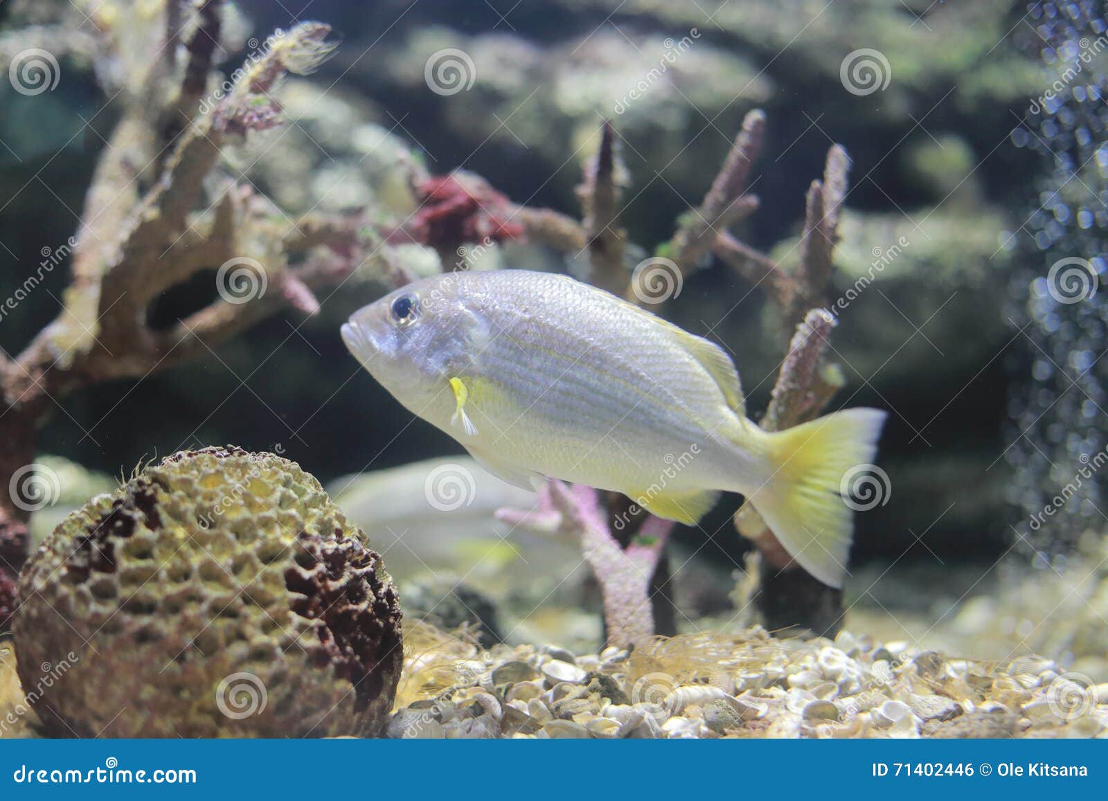 Bigeye snapper stock photo. Image of ocean, bigeye, snapper - 71402446