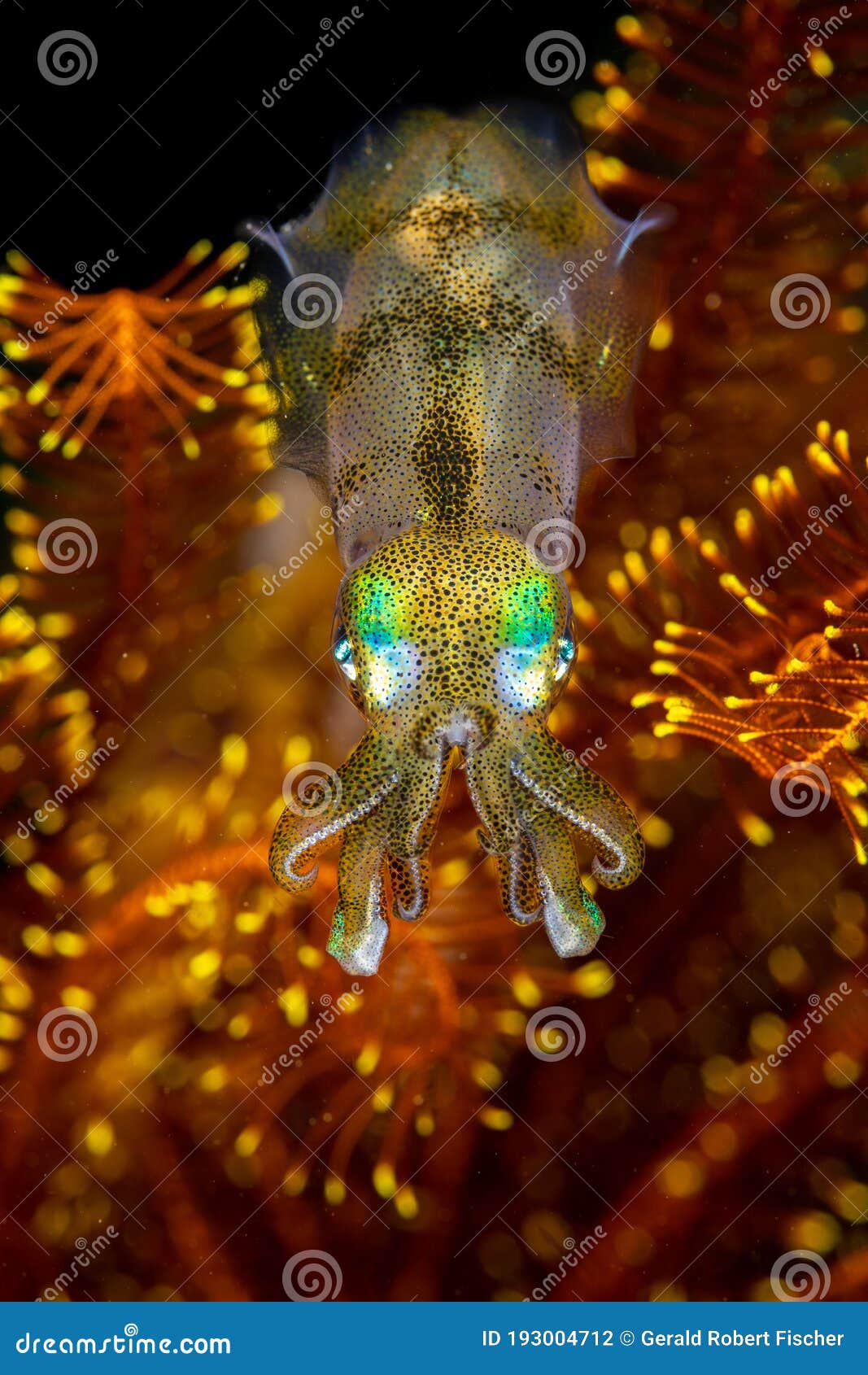Bigfin Reef Squid, Sepioteuthis Lessoniana Stock Photo - Image of reef ...