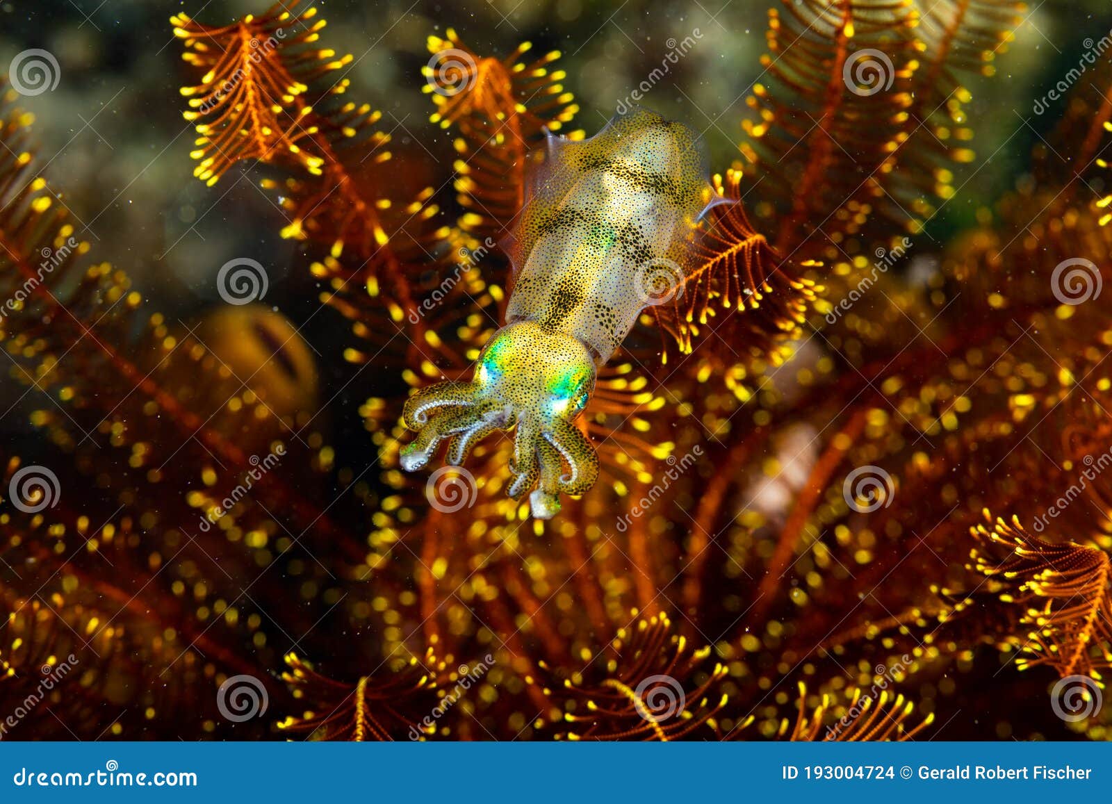 Bigfin Reef Squid, Sepioteuthis Lessoniana Stock Photo - Image of ...