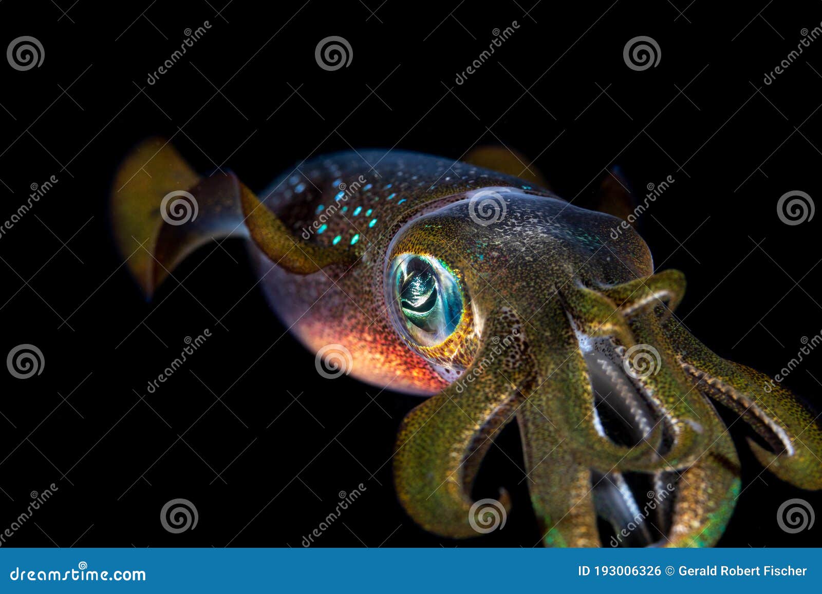 Bigfin Reef Squid, Sepioteuthis Lessoniana Stock Photo - Image of ...