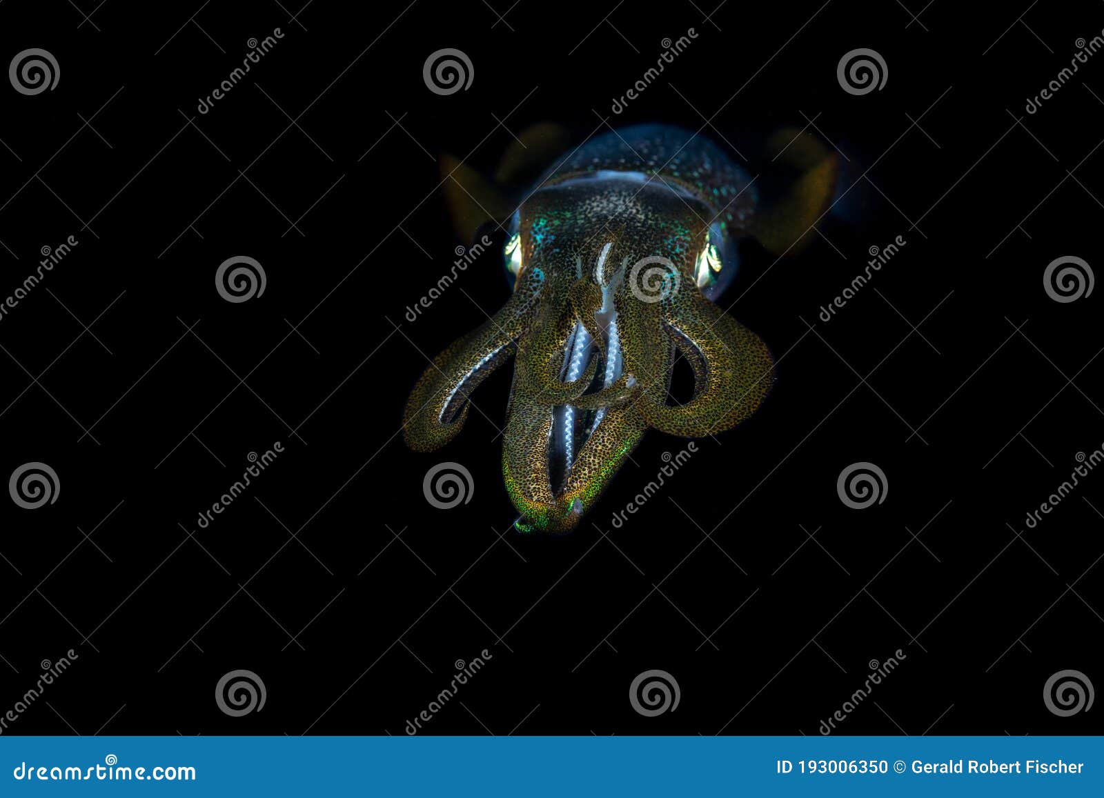 Bigfin Reef Squid, Sepioteuthis Lessoniana Stock Photo - Image of squid ...